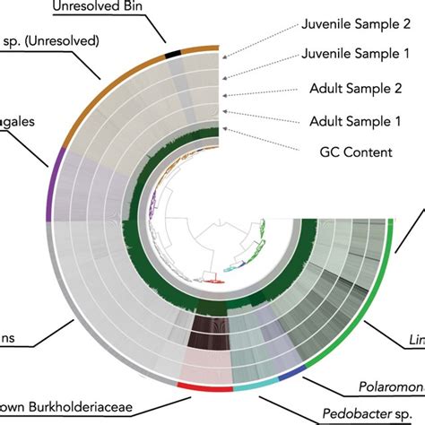 Anvio Display Of The Two Adult And Two Juvenile Samples With The Download Scientific Diagram
