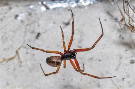 Noble False Widow Spider Research From Nui Galway