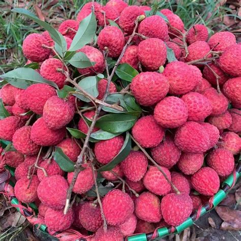 [仙进奉荔枝批发]广东广州增城区荔枝 28 00元 斤增城仙进奉 一亩田