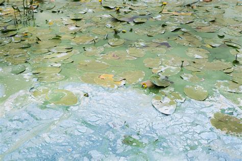 The Impacts Of Pesticides On Water Quality Aquaread