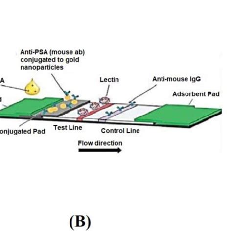 Various Types Of Paper Based Biosensors A Typical Commercial