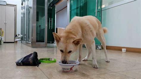 지난 겨울 영상 ㅣ추운 겨울 공장개 배 부르게 사무실에서 밥 먹고 잠 드는 영상 ㅣ 잠 자는 모습이 무슨 석고대죄 하는 자세냐~ Youtube