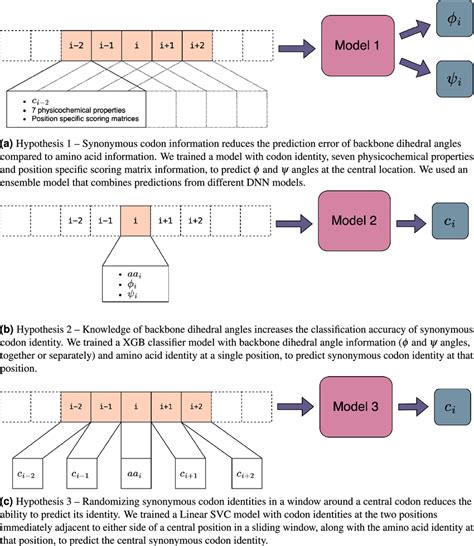 schematic of model inputs and outputs for each hypothesis codon is