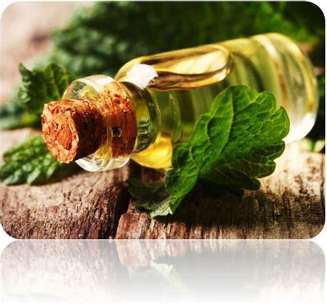 Мелисса - эфирное масло