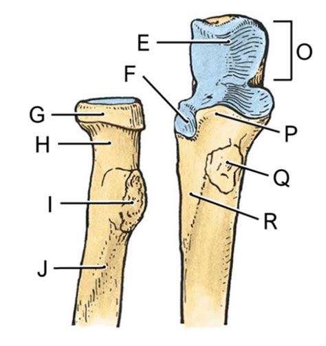 Proximal Radius And Ulna Bone Markings Diagram Quizlet