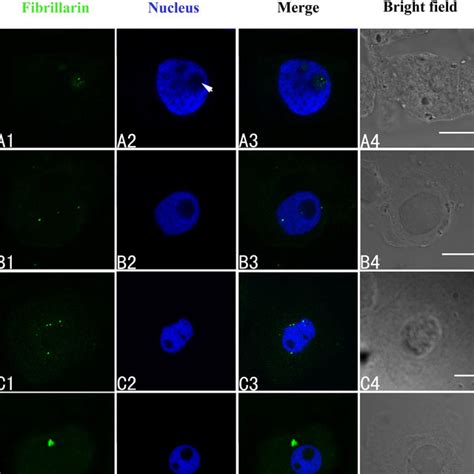 Simultaneous Detection Of Nucleophosmin After Incubation With Primary Download Scientific