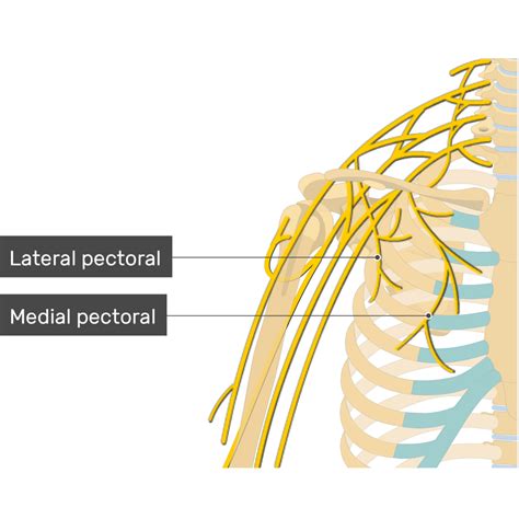 Pectoralis Major Origin Insertion Nerve Supply Action How To Relief