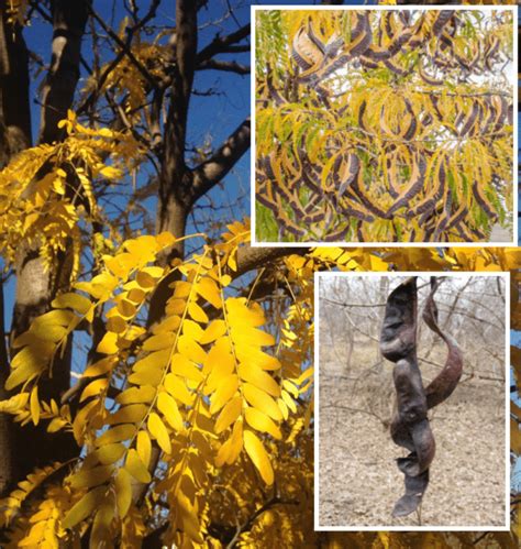 13 Trees With Seed Pods Found In North America Mygardenchannel