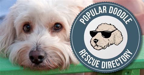 Cockapoo Rescue Directory 10 Reputable Adoption Organizations And Shelters