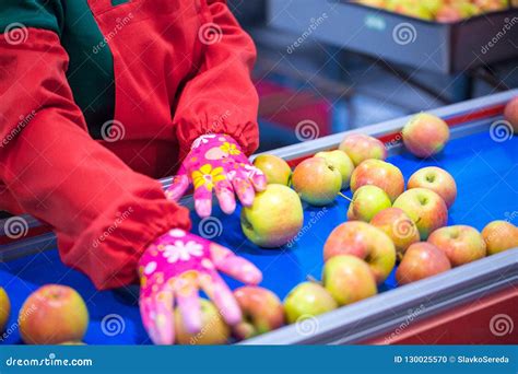 The Hands Of The Employee Who Sort The Apples On The Sorting Lin Stock Photo Image Of Food