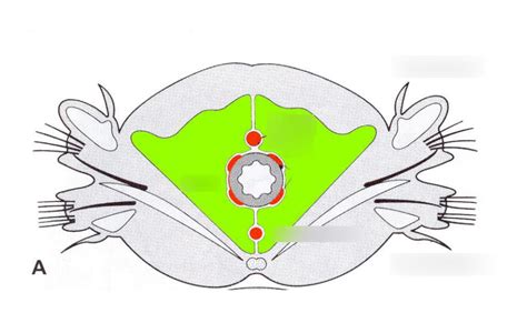 Annelida Polychaeta Diagram Quizlet
