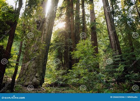 Hiking Trails Through Giant Redwoods In Muir Forest Near San Francisco