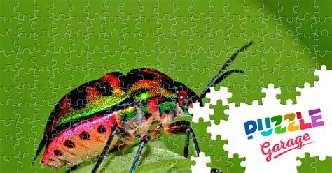 Multicolored Beetle Jigsaw Puzzle Animals Insects Puzzle Garage Multicolored Beetle Jigsaw Puzzle Animals Insects Puzzle Garage