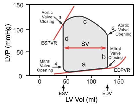 Do You ️ Hemodynamics How About Pv Loops Here Is Part I Of Our