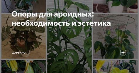 Опоры для ароидных: необходимость и эстетика | ДАРЬИНО | Дзен