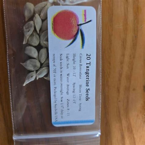 30 Kashmir Weeping Cypress Tree Cupressus Cashmeriana Blue Evergreen