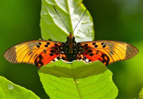 Discover Butterflies And The Joy Of Butterfly Spotting African