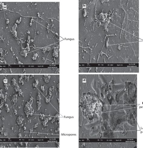 23 sem micrographs 500x of weathered surface for uncompatibilized