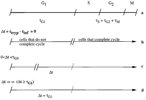 Schematic Of The Trypsinization Experiment Each Line Represents An Schematic Of The Trypsinization Experiment Each Line Represents An