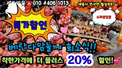 세종다육에 20특가 할인해요 착한가격에 더 플러스 할인으로초보다육 다육쇼핑 Youtube