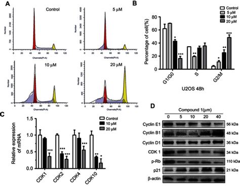 Nudol A Phenanthrene Derivative From Dendrobium Nobile Induces Cell