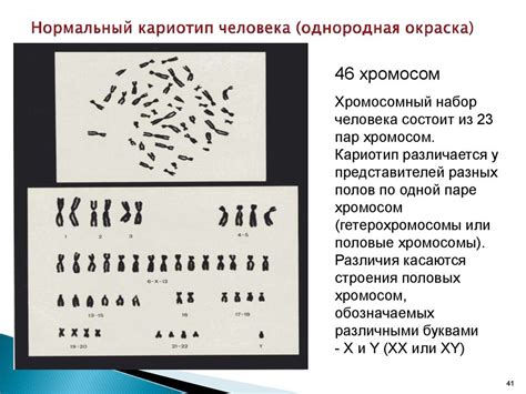 Кариотип человека картинки 48 фото