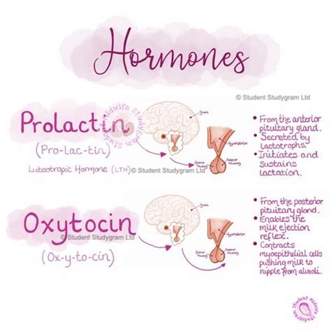 Breastfeeding Hormones Prolactin And Oxytocin Digital Downloads