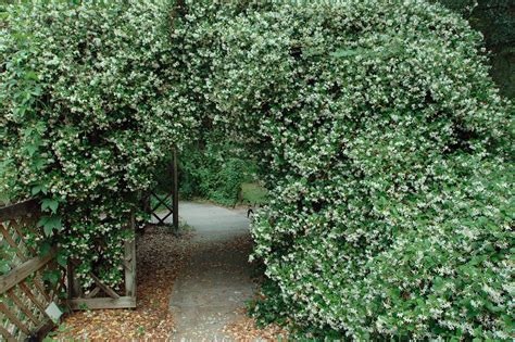Star Jasmine Fence