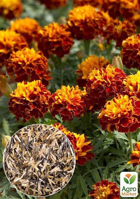 На развес Бархатцы "Вишневый браслет" ТМ "Весна" цена за 2г купить ...