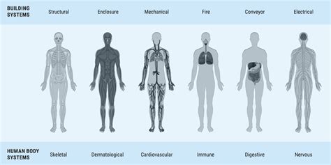 Human Body Systems Chart