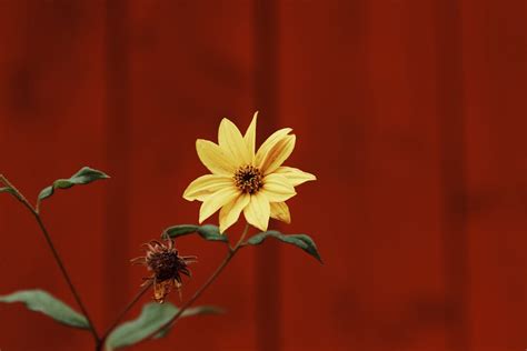 소박한 배경에 밝은 노란색 꽃 · 무료 스톡 사진