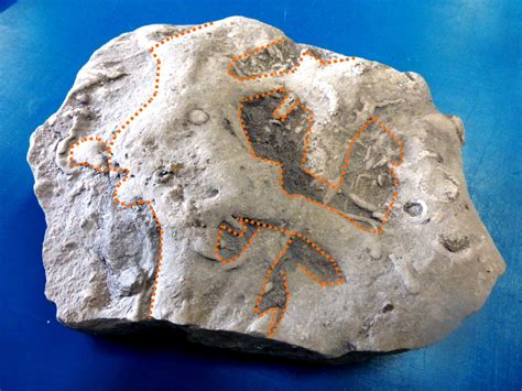Examples Of Trace Fossils At John Mclain Blog