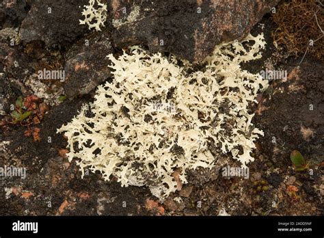 Reindeer Lichen Cladonia Ranerina Also Known As Reindeer Deer Or