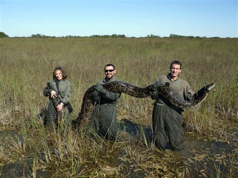 Florida Puts Bounty On Pythons
