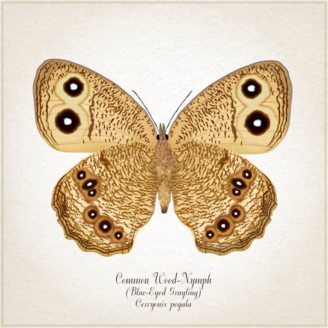 Butterfly Common Wood Nymph Share Your Work Affinity Forum