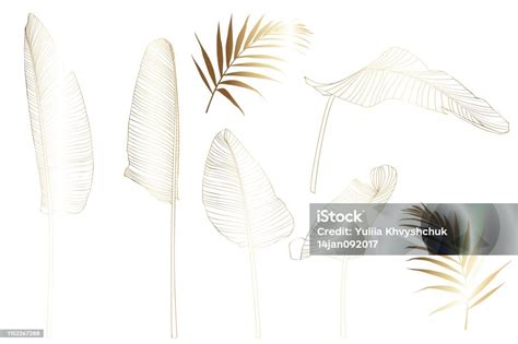 황금 열 대 팜 바나나 나무 잎 흰색 배경에 고립 야자수 잎 스케치 이국적인 삽화 꽃 요소 고립 된 인사말 카드 결혼식 벽지에 대 한 하와이 꽃다발 0명에 대한 스톡 벡터