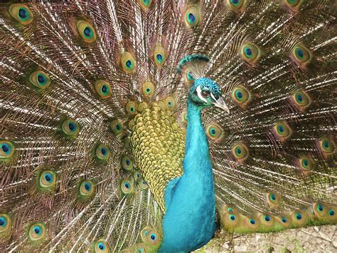 Peacock Desktop Wallpaper Funny Animal