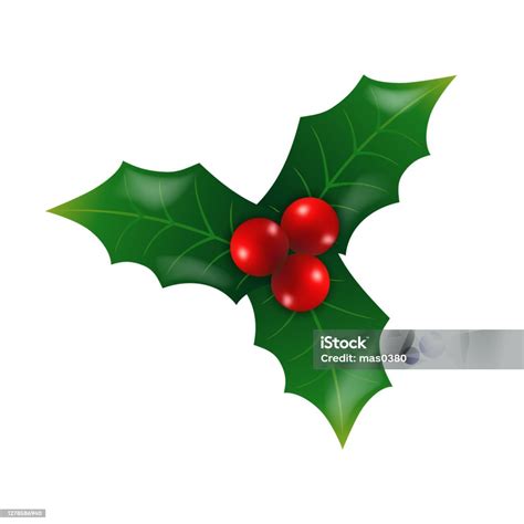 크리스마스 홀리 또는 빨간 열매와 일렉스 전통적인 크리스마스 홀리 베리 디자인 요소 흰색 배경에 격리 벡터 12월에 대한 스톡 벡터 아트 및 기타 이미지 Istock
