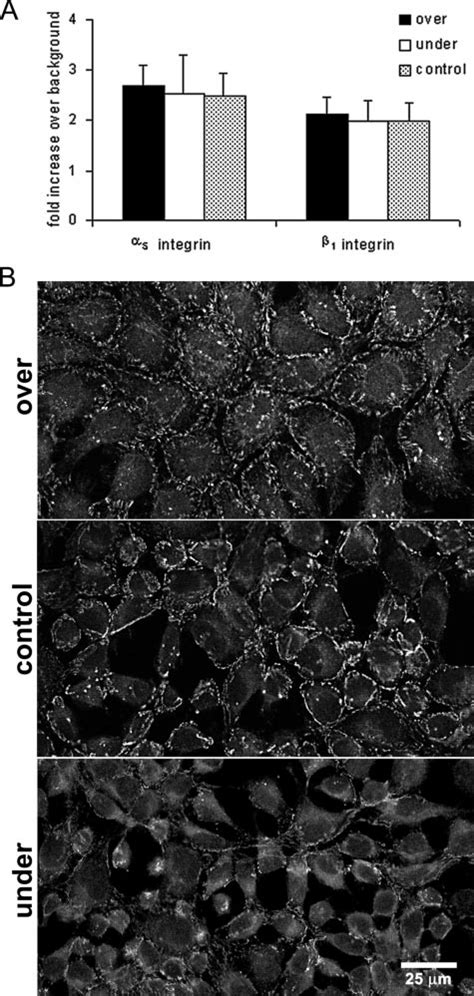 A Fluorescence Activated Cell Sorting Analysis Reveals No Difference Download Scientific