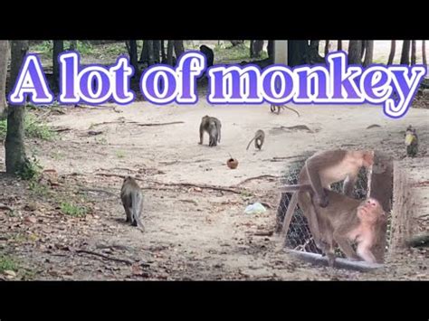 A Lot Of Monkey Run With Together YouTube