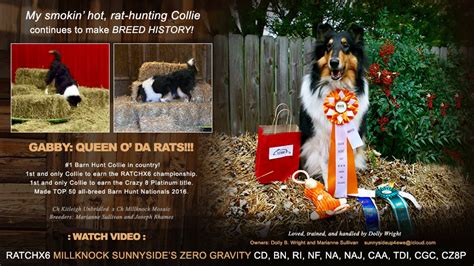 Dolly Wright Ratchx6 Millknock Sunnysides Zero Gravity Cd Bn Ri Nf Na Naj Caa Tdi