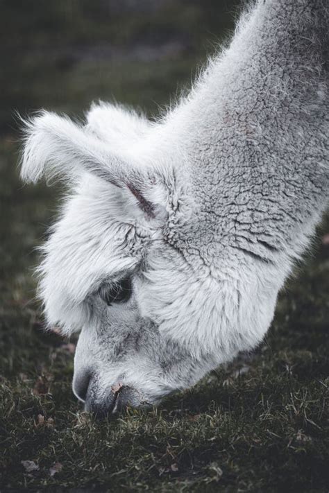A White Alpaca Grazing On Green Grass With It S Head Bent Down Stock Photo Image Of Serene