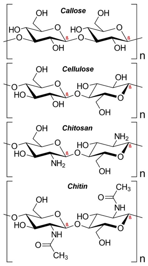 Polysaccharide Definition Types Structure Functions Examples Biology Notes Online