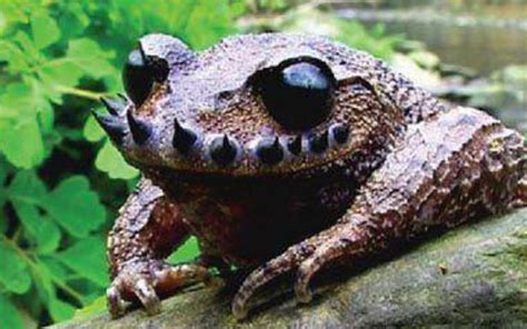 Emei Moustache Toad Leptobrachium Boringii