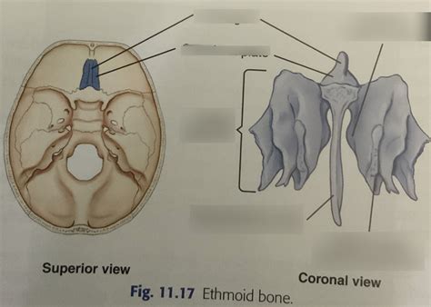 Ethmoid Bone Diagram Quizlet