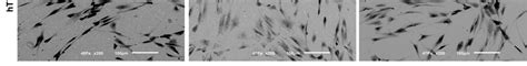 Bse Sem Micrographs With 100× Magnification Of Osteoblasts Hfob And