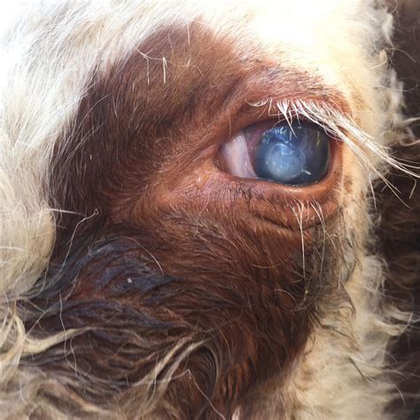 Queratoconjuntivitis Infecciosa Laboratorio 9 De Julio