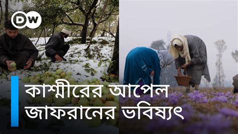 কেন বিপাকে কাশ্মীরের চাষিরা Youtube