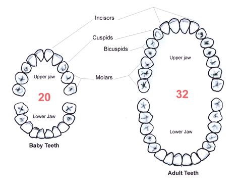 Primary Teeth Number Chart