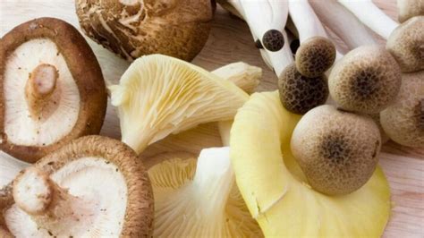 Descubre Los Diferentes Tipos De Hongos Setas Gu A Completa Plantasman A